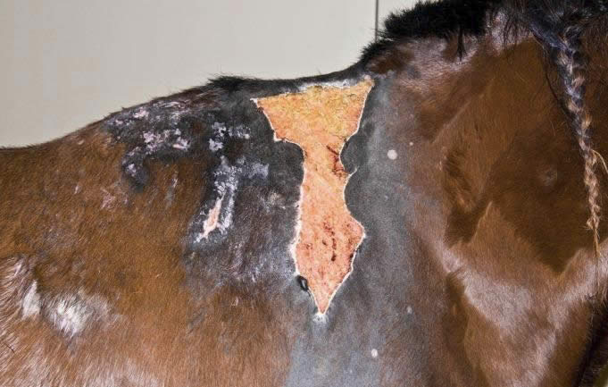 HERDA – Hereditary Equine Regional Dermal Asthenia – Buyer Beware ...