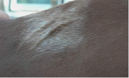 HERDA – Hereditary Equine Regional Dermal Asthenia – Buyer Beware ...