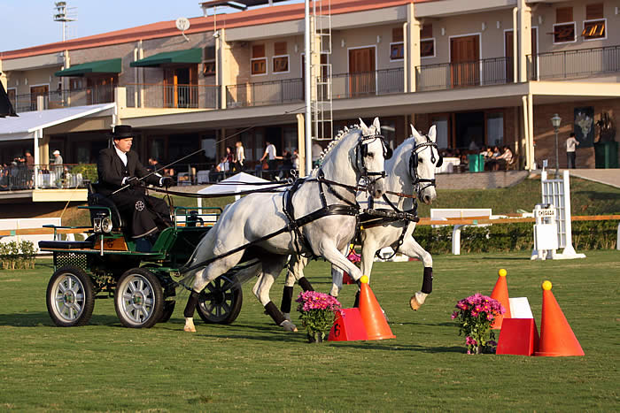 Interagro Lusitanos Win at Exposição Internacional do Cavalo Lusitano ...