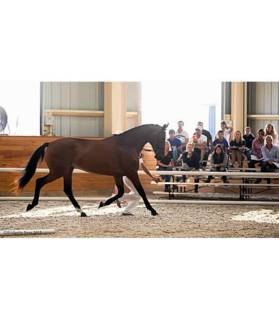 USEF Launches Developing Rider, Young Horse, and Breeding Evaluation ...