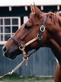 Secretariat Birthday Celebration - Meet Groundshaker - Horses in the ...